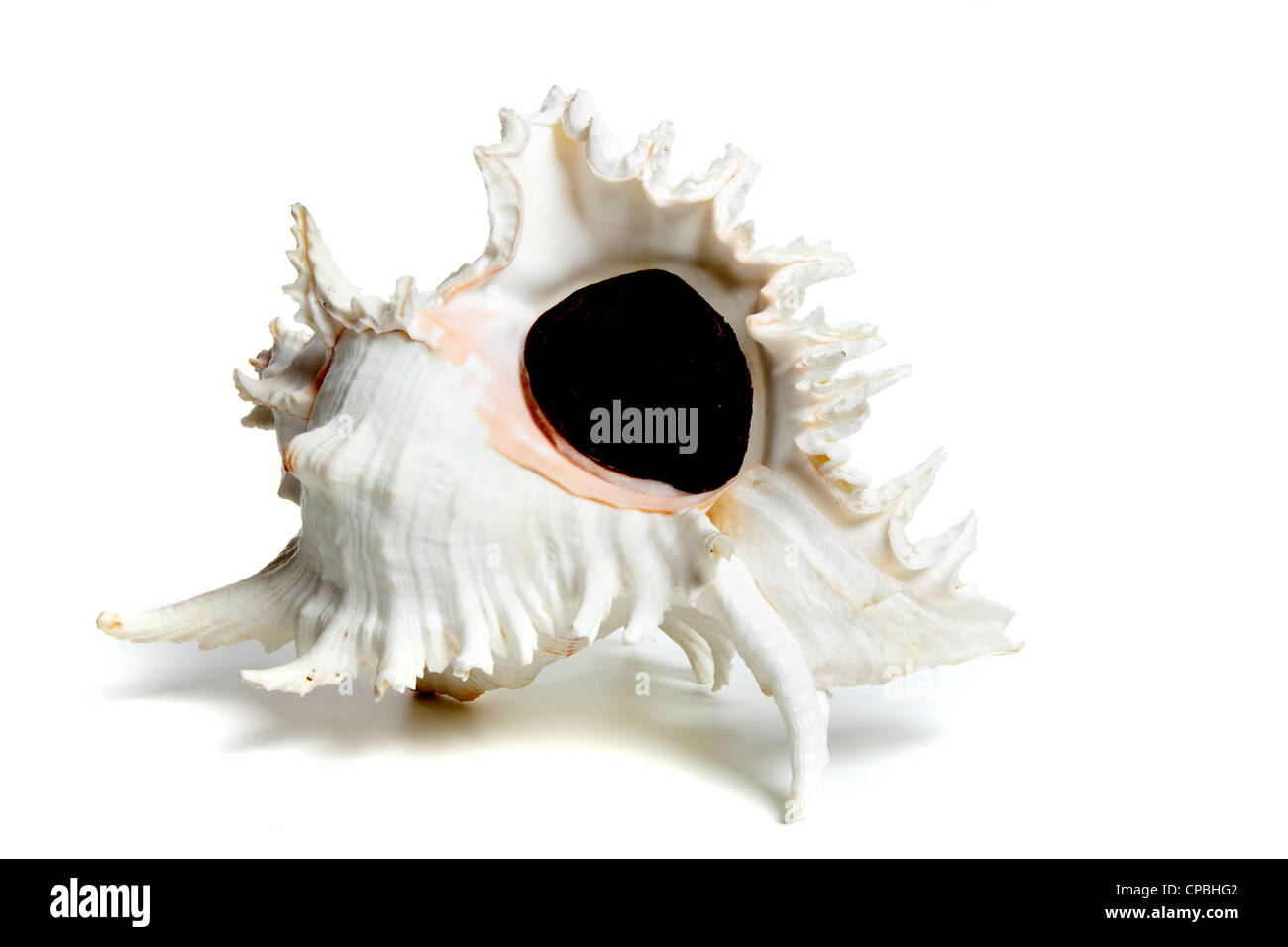 Marine sea shell in a studio setting against a white background Stock ...