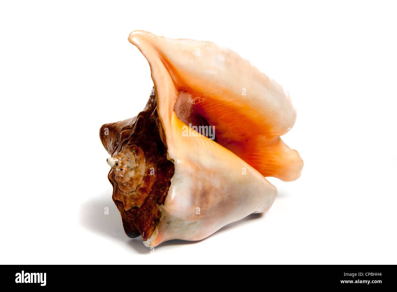 Marine sea shell in a studio setting against a white background Stock ...