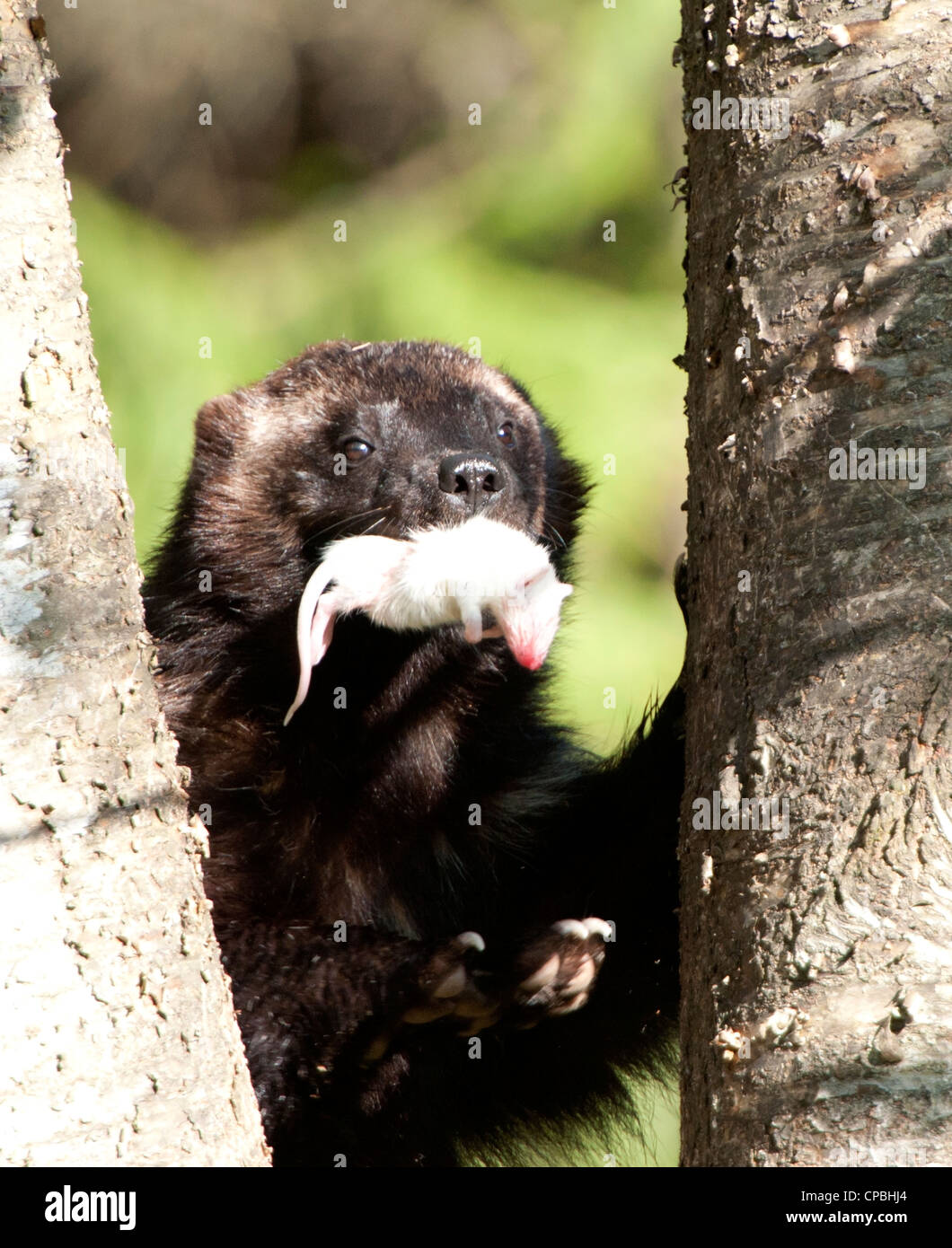 Wolverine in tree, with mouse Stock Photo - Alamy