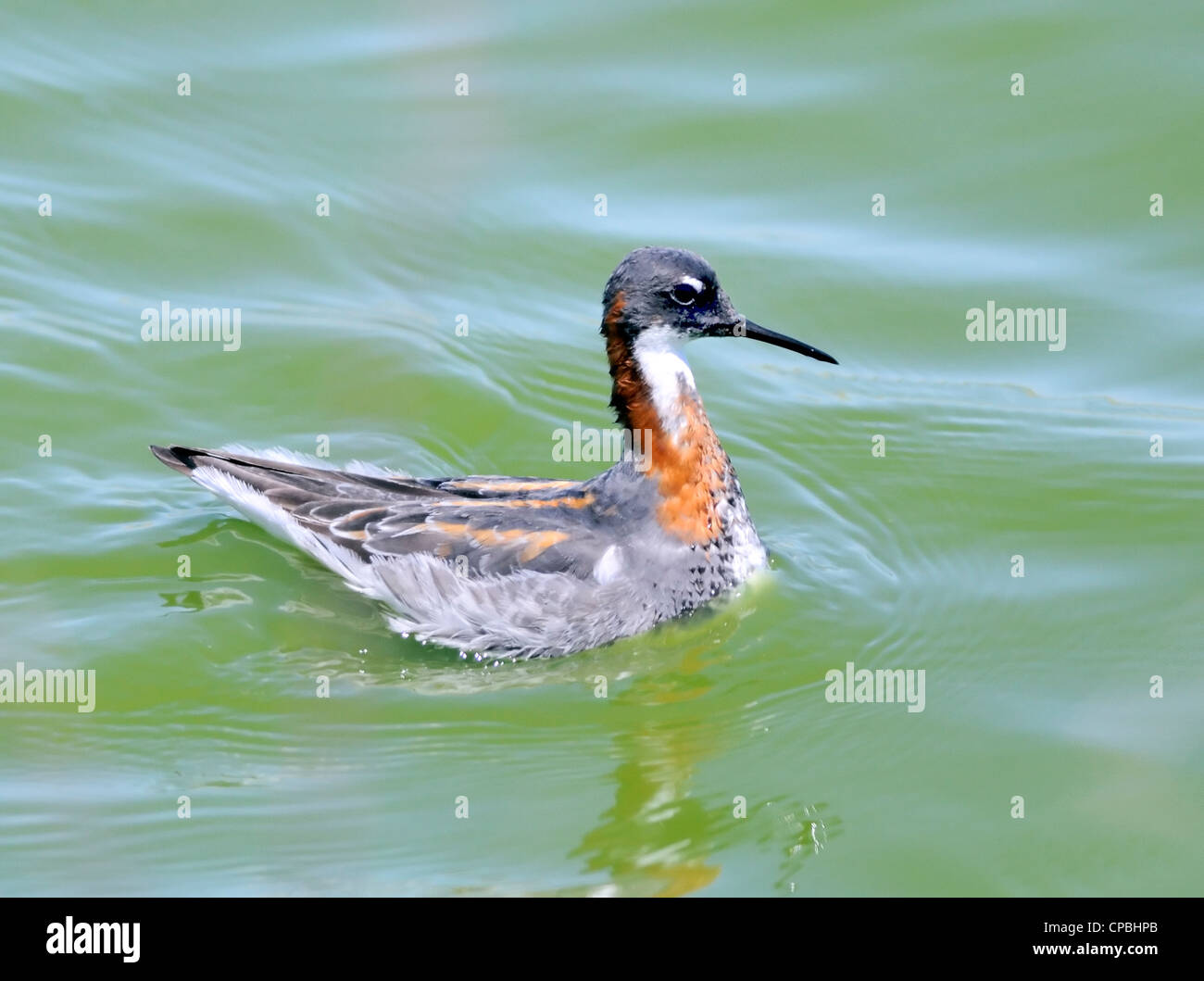 Phalarope red necked bird wader hi-res stock photography and images - Alamy