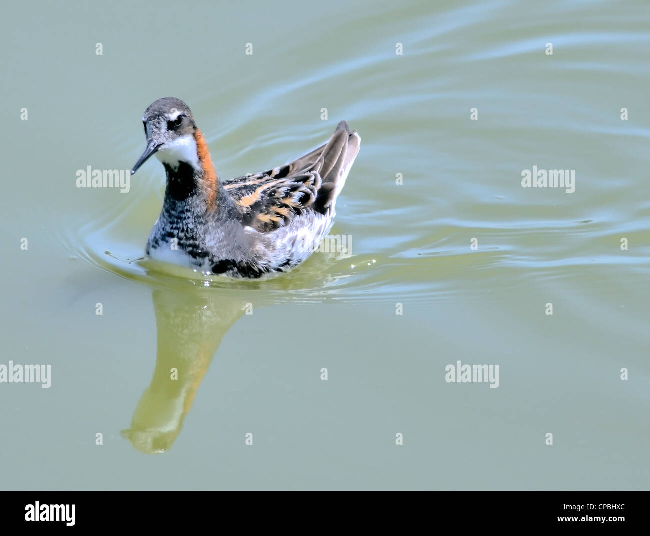 Small wader bird hi-res stock photography and images - Alamy