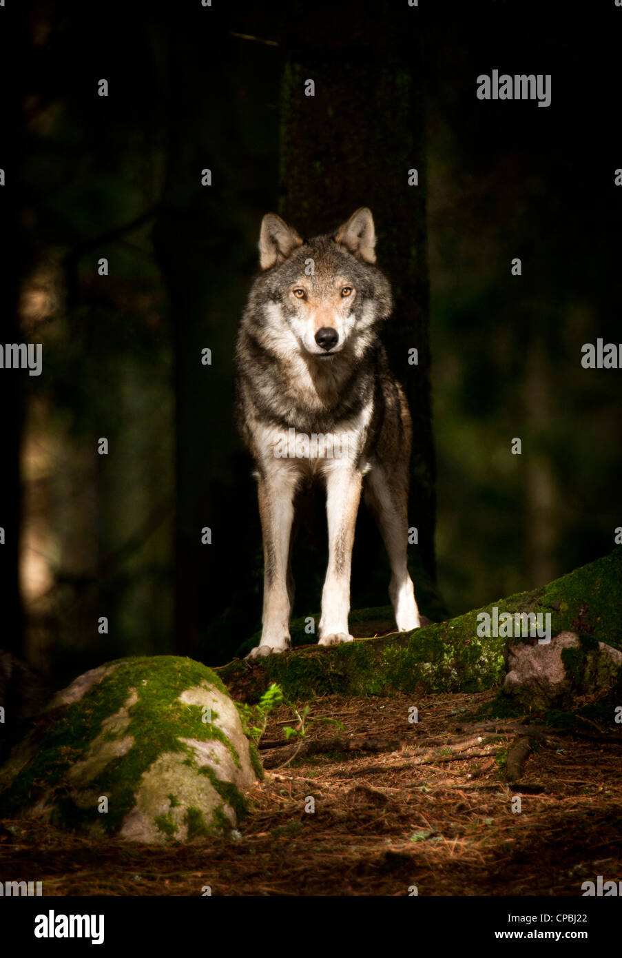 Wolf in the sun hi-res stock photography and images - Alamy