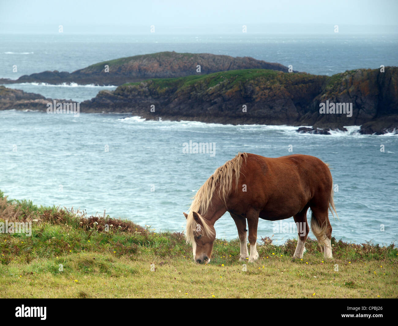 pony on the Pembrokeshire Coast Path near Ramsey Sound Stock Photo - Alamy
