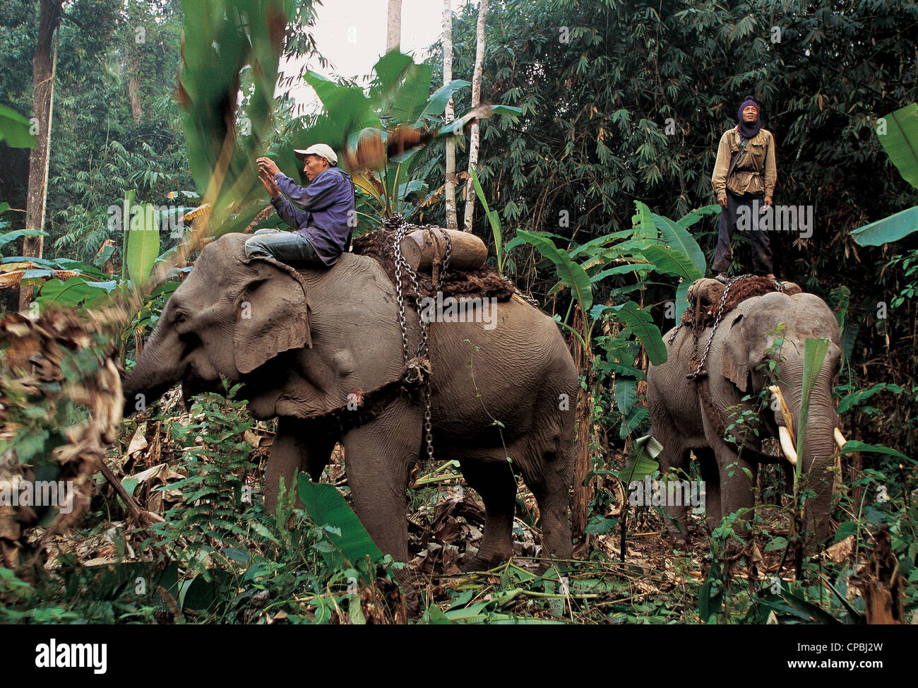 Asian Elephants working in logging industry in rainforests of Muang ...