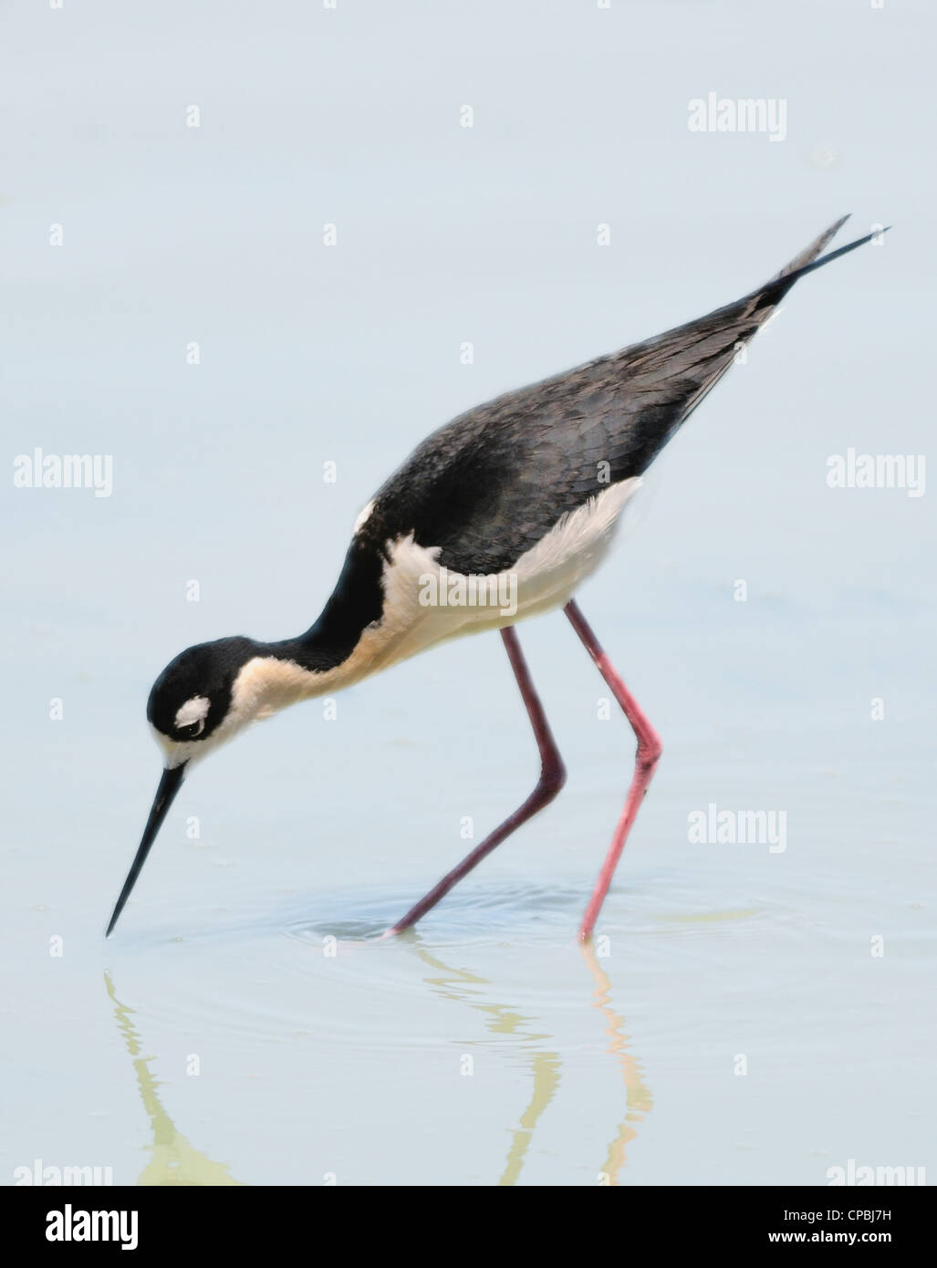 Black legged stilt shorebird foraging hi-res stock photography and ...