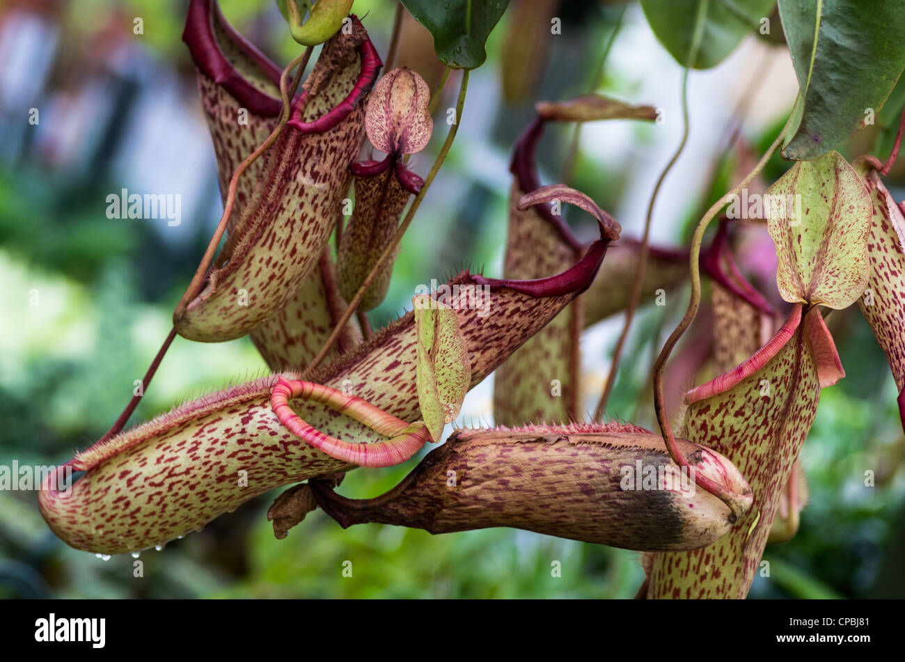 A carnivorous pitcher plant showing pitchers and vines Stock Photo - Alamy
