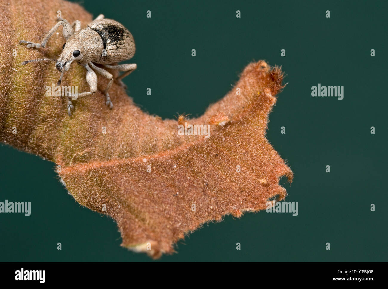 Native weevil hi-res stock photography and images - Alamy