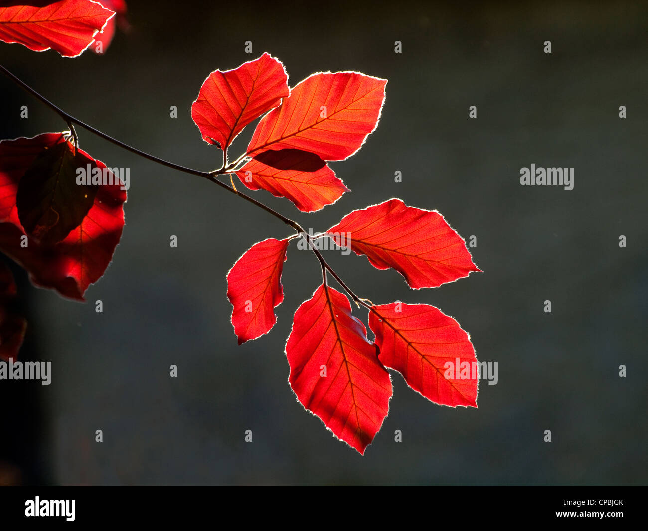 New copper beech leaves hi-res stock photography and images - Alamy