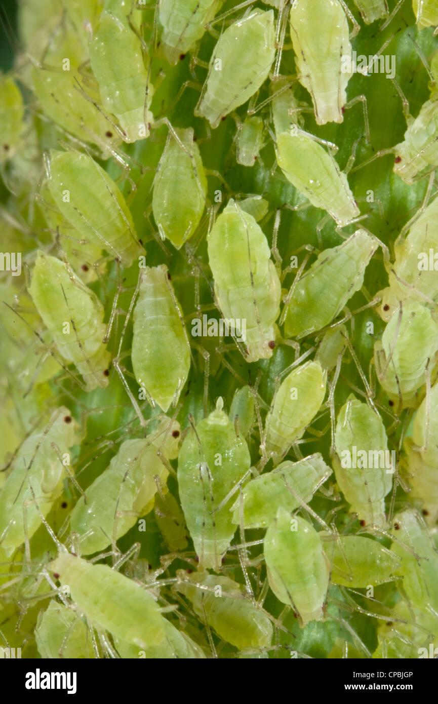 Green peach aphid hi-res stock photography and images - Alamy