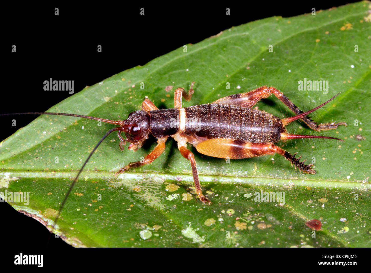Cricket on a leaf at night in rainforest Stock Photo - Alamy