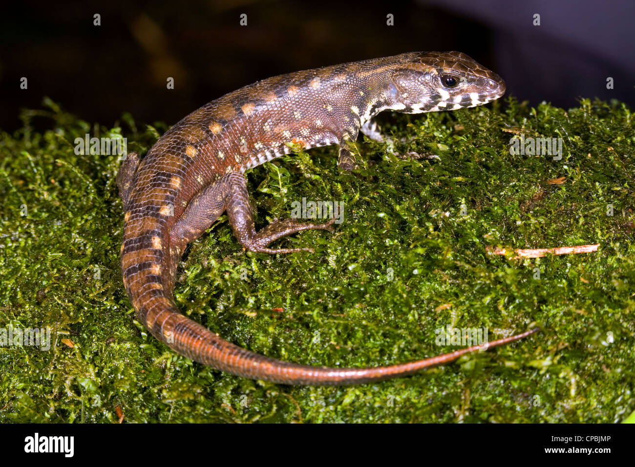 A Gymnophthalmid lizard from Ecuador (Potamites sp Stock Photo - Alamy