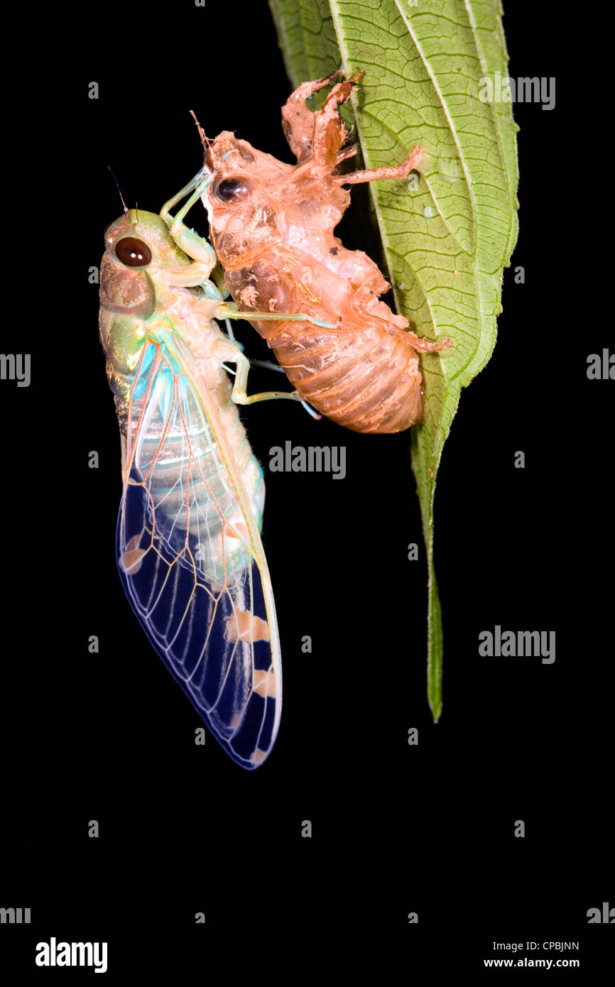 Cicada in nature hi-res stock photography and images - Alamy
