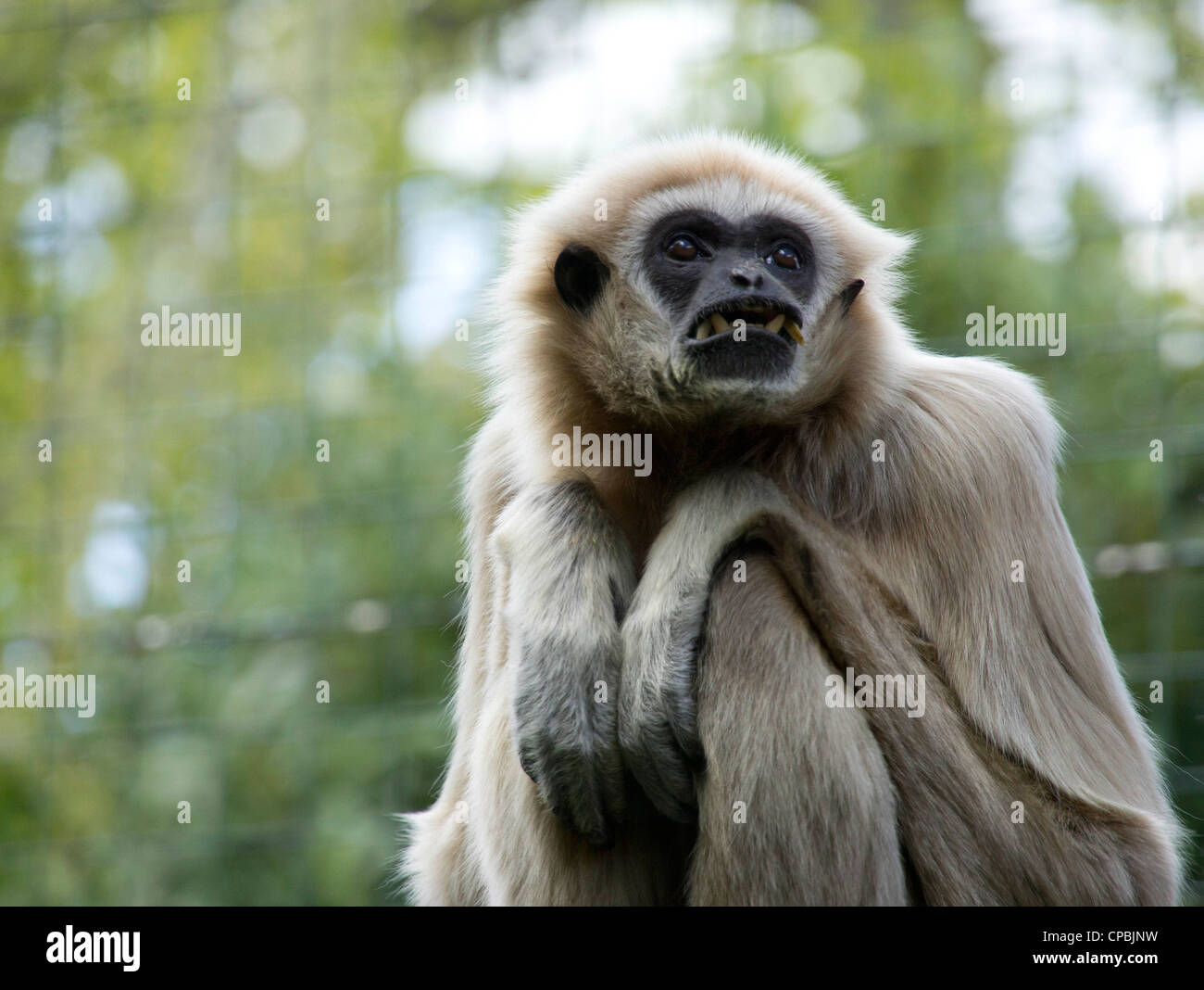 Nosferatu the vampire monkey Stock Photo - Alamy