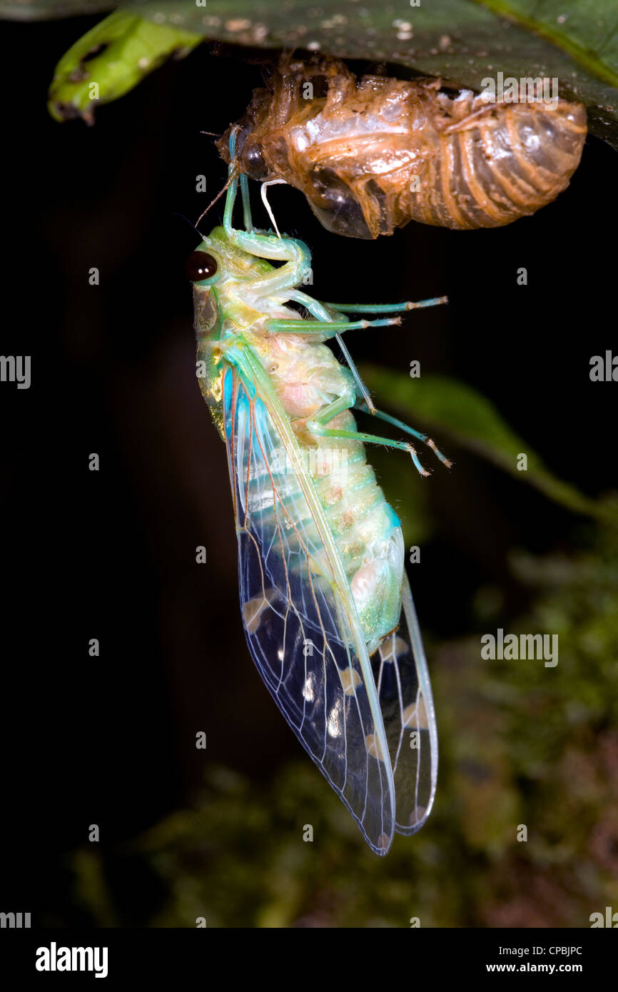 Cicada changing its skin in the rainforest understory at night Stock ...