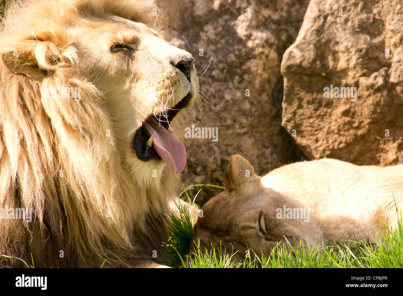 Lion sleeping tongue hi-res stock photography and images - Alamy