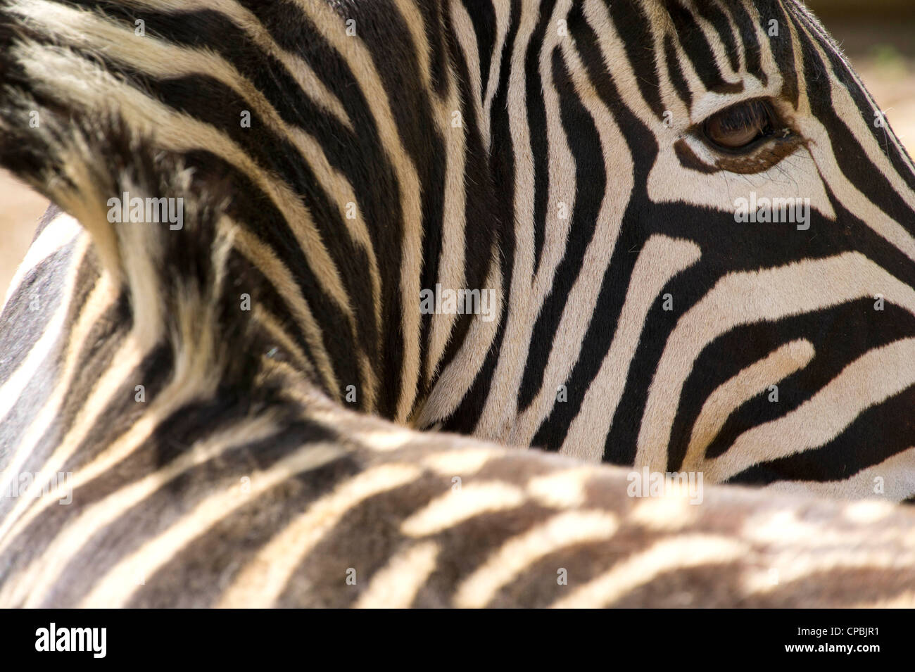 Stripy zebra stripes Stock Photo - Alamy