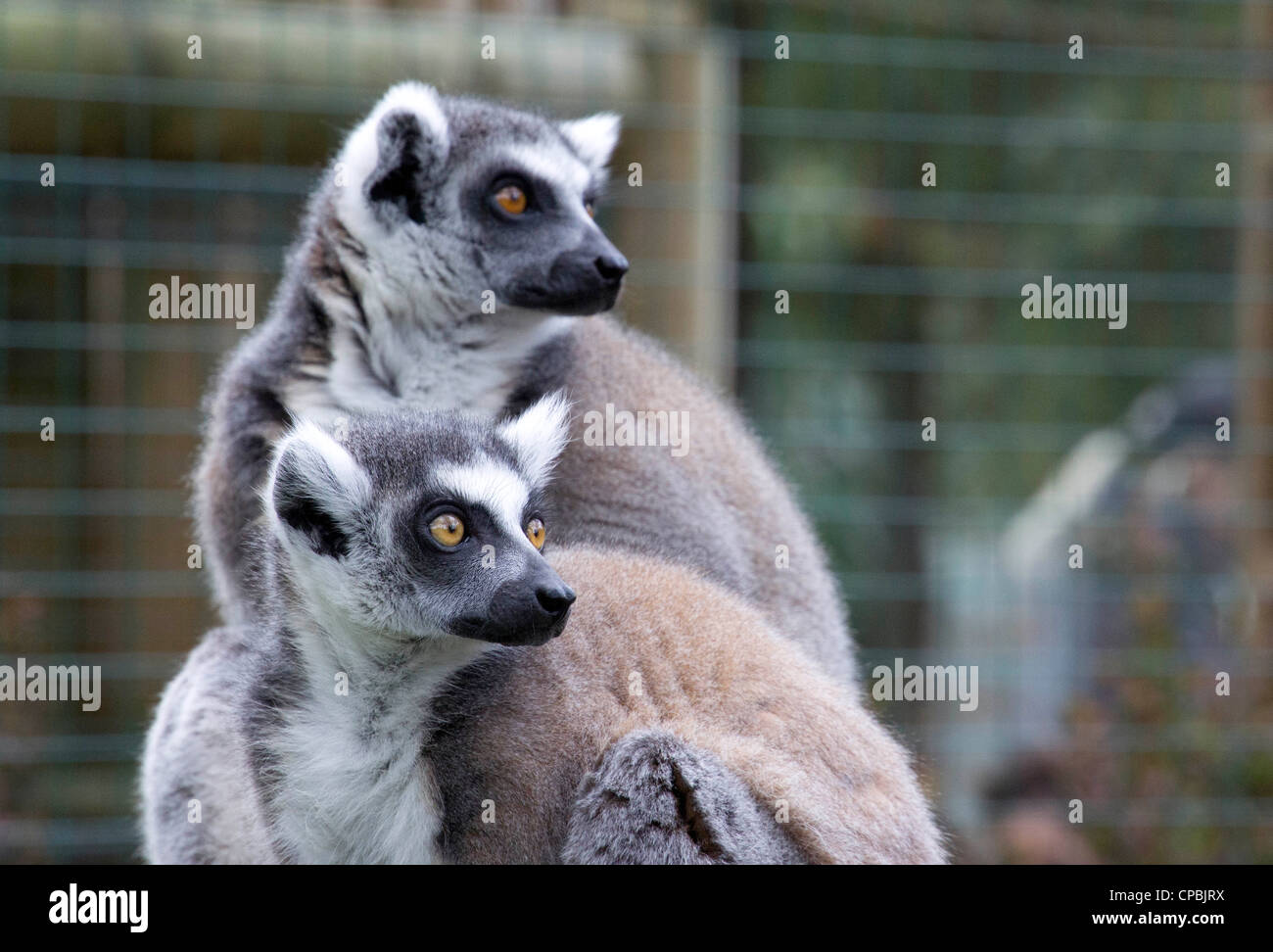 Ring Tailed Lemurs Stock Photo - Alamy