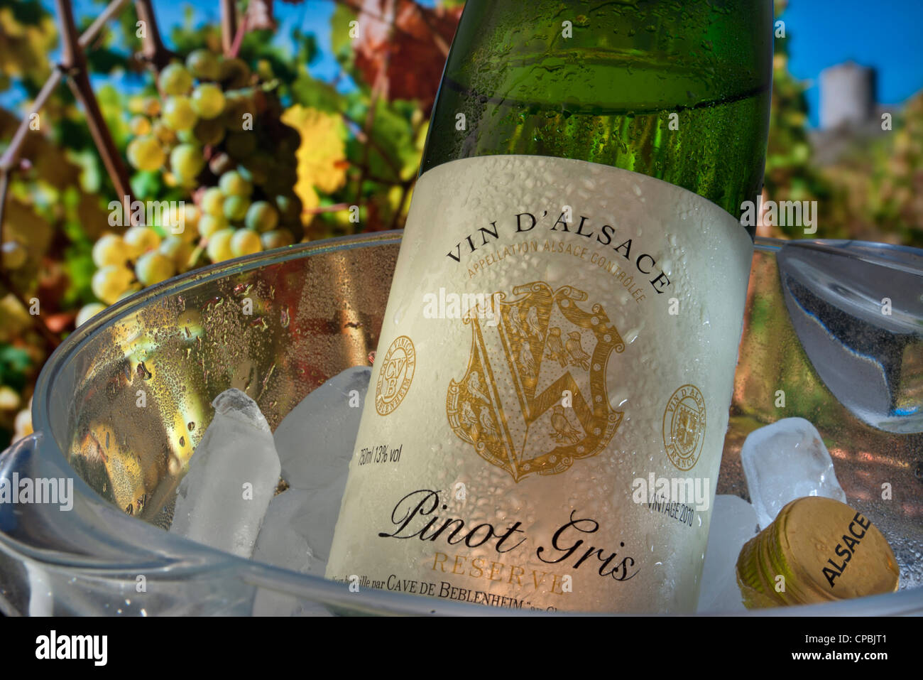 Alsace wine label on chilled alfresco Pinot Gris bottle in cooler with ...