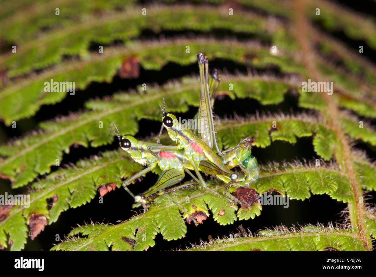 Grasshoppers mating on a fern in rainforest, Ecuador Stock Photo - Alamy