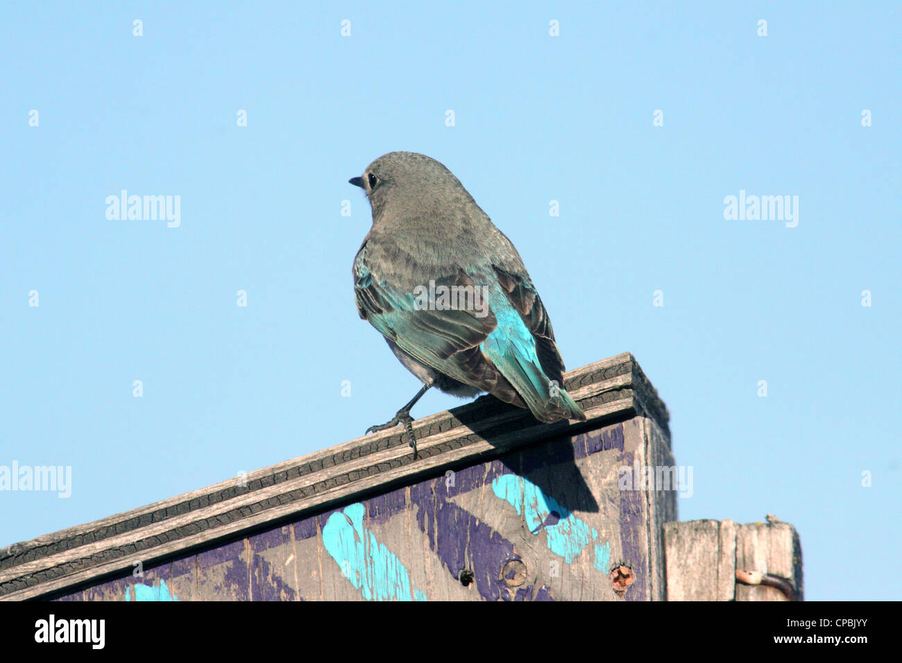 Birds of North America; Female Mountain Bluebird, sialia currucoides ...