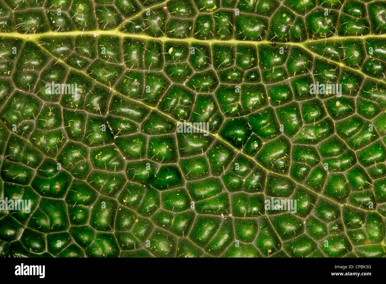 Close up of a leaf from rainforest in Ecuador Stock Photo - Alamy