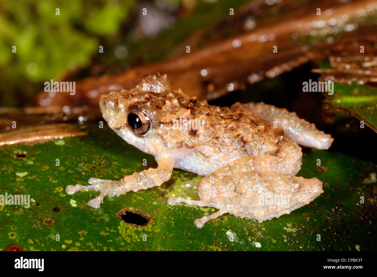 Amazonian rain frog (Pristimantis sp.) from Ecuador Stock Photo - Alamy