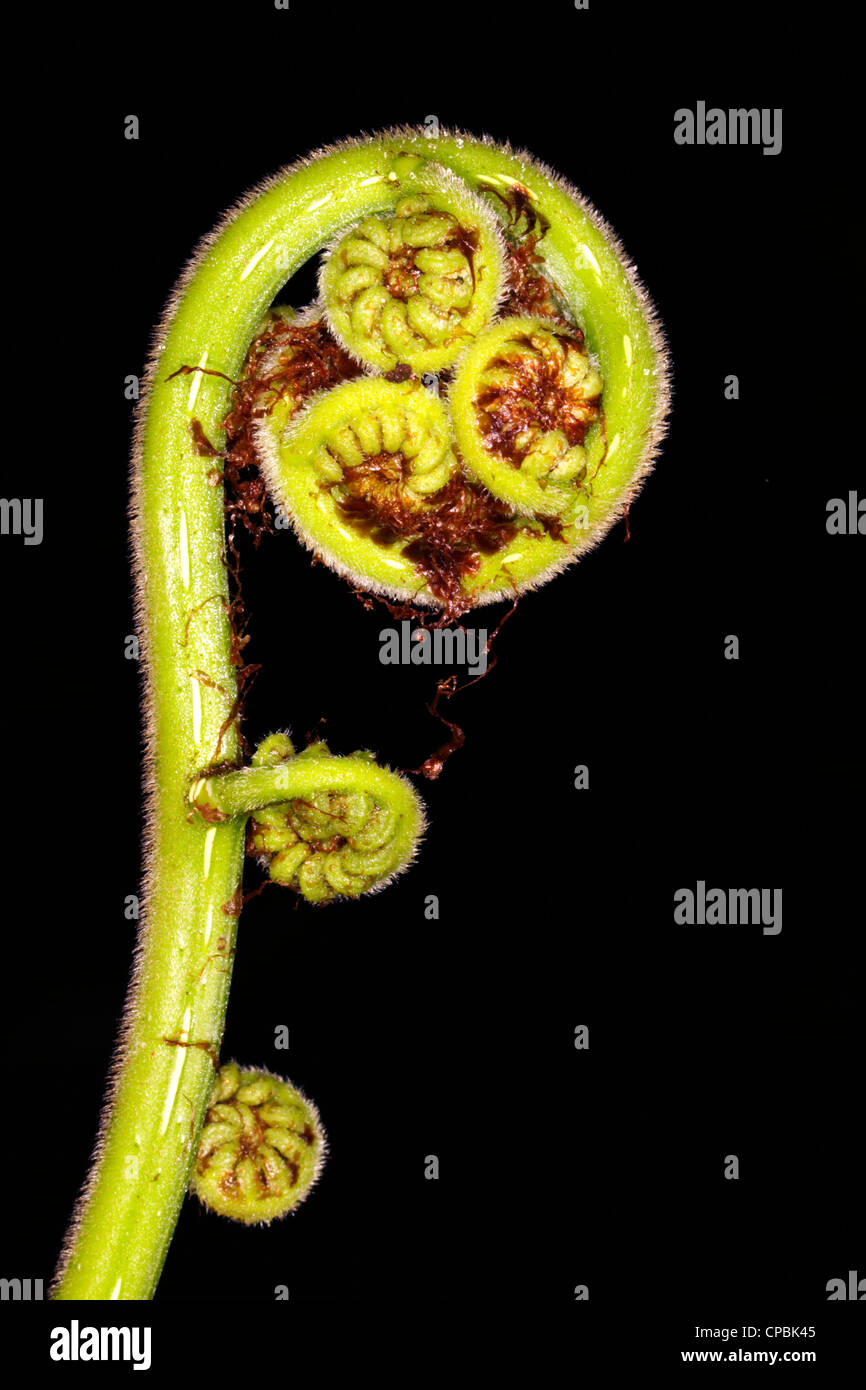 Fern leaf unfurling (fiddlehead) in the rainforest, Ecuador Stock Photo ...