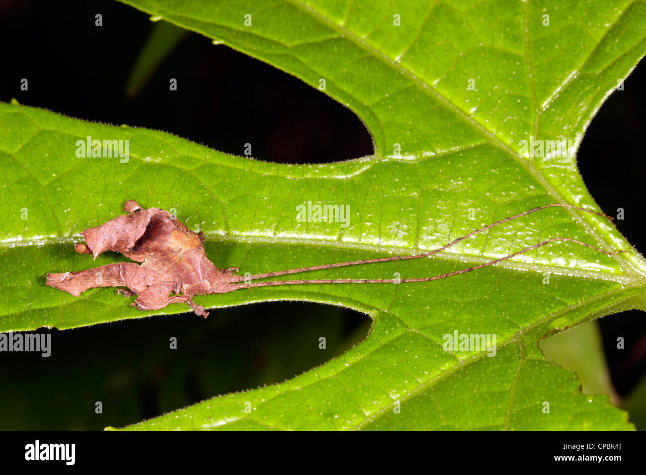 Leaf mimic katydid on a green leaf in rainforest, Ecuador Stock Photo ...