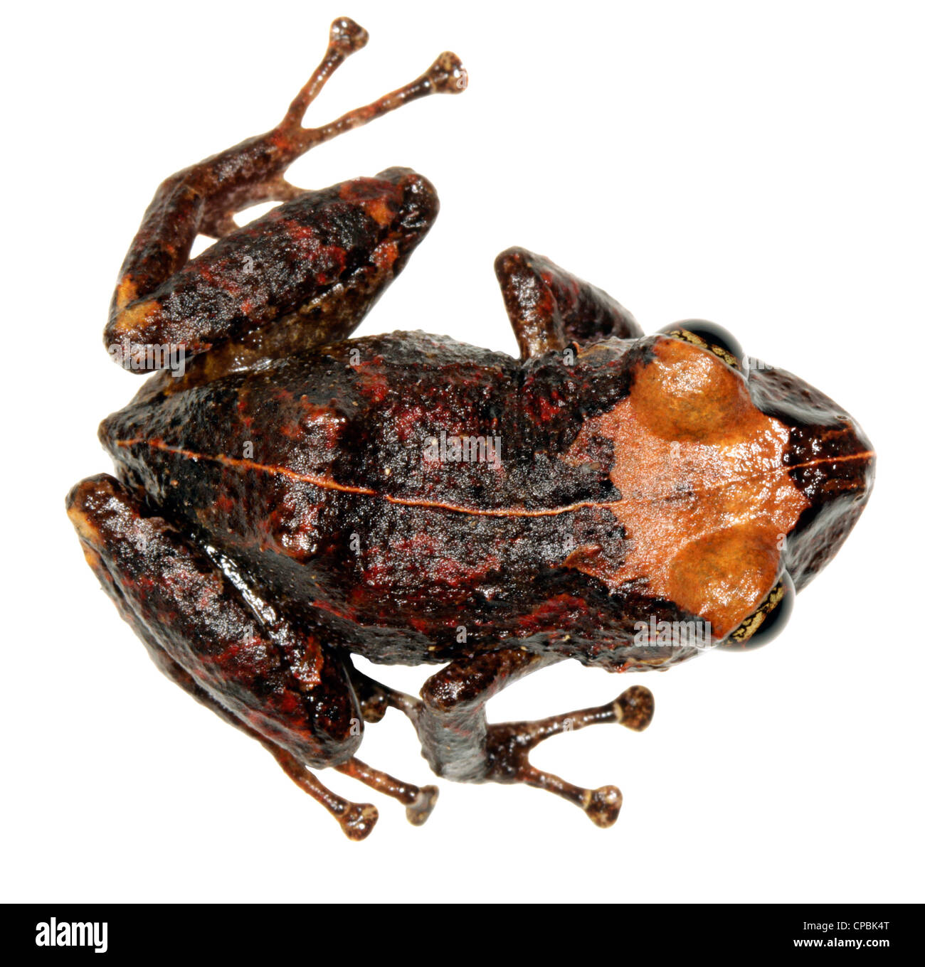 Rain frog Cut Out Stock Images & Pictures - Alamy