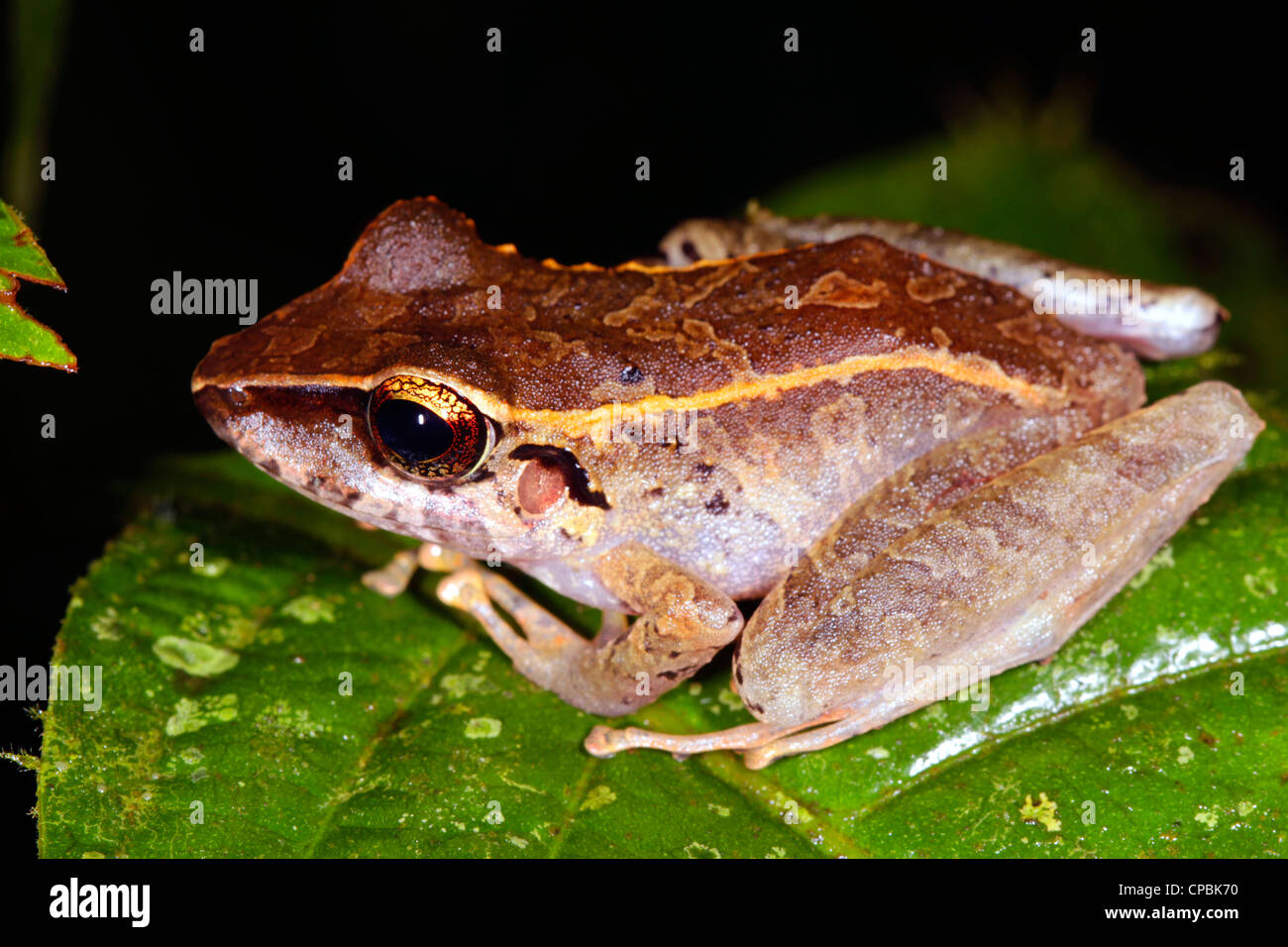 Amazonian rain frog (Pristimantis sp.) from Ecuador Stock Photo - Alamy