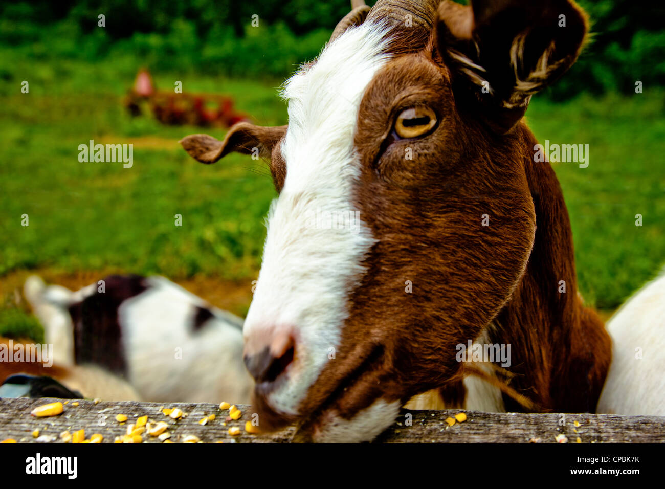 Goats eating corn at a farm Stock Photo - Alamy