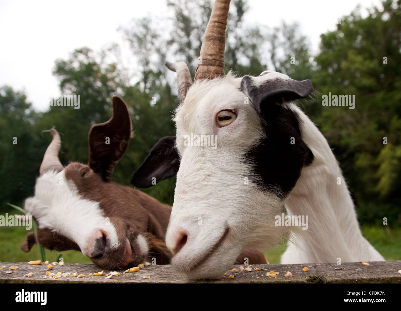 Goats eating corn at a farm Stock Photo - Alamy