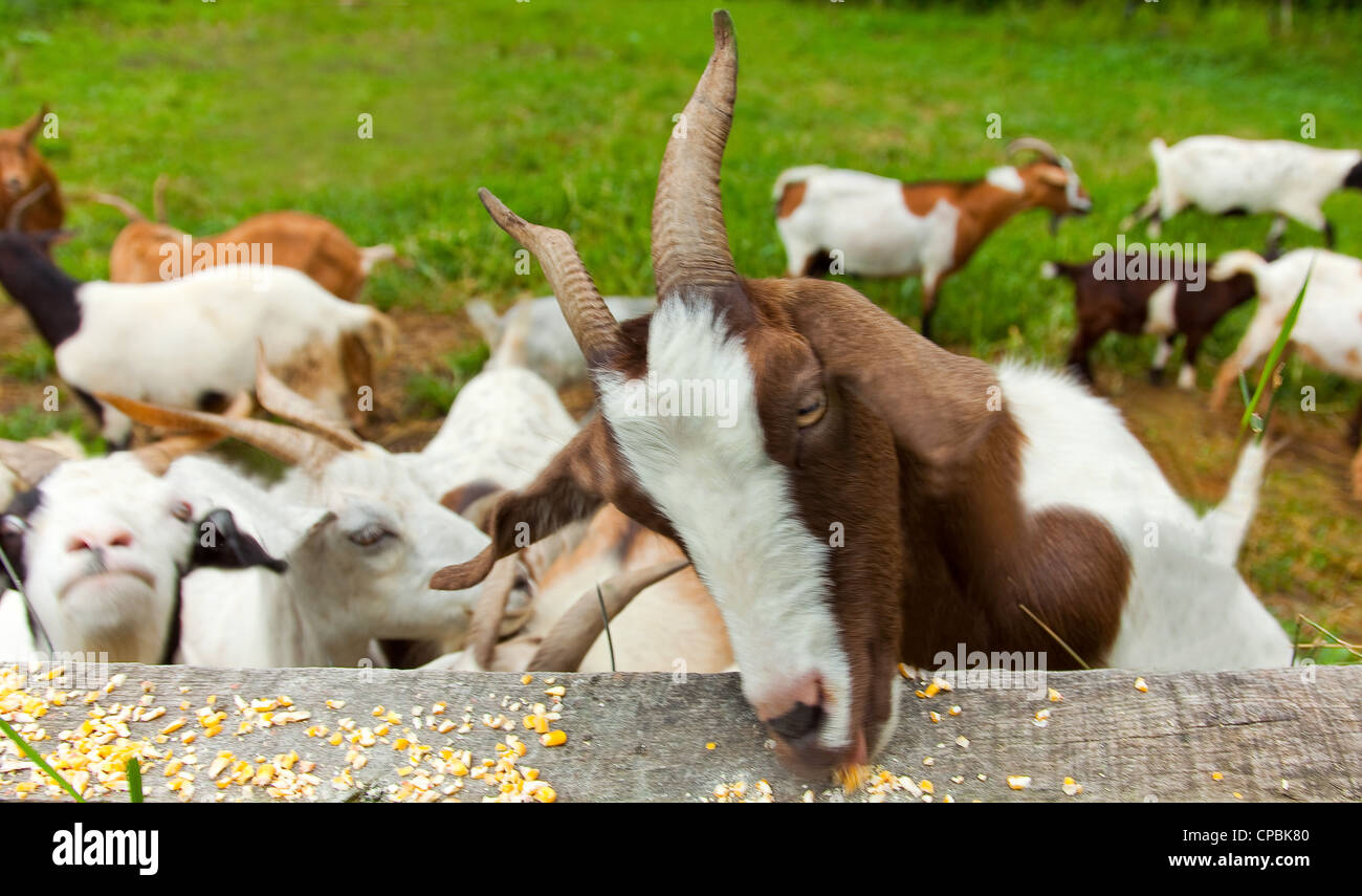 Goats eating corn at a farm Stock Photo - Alamy