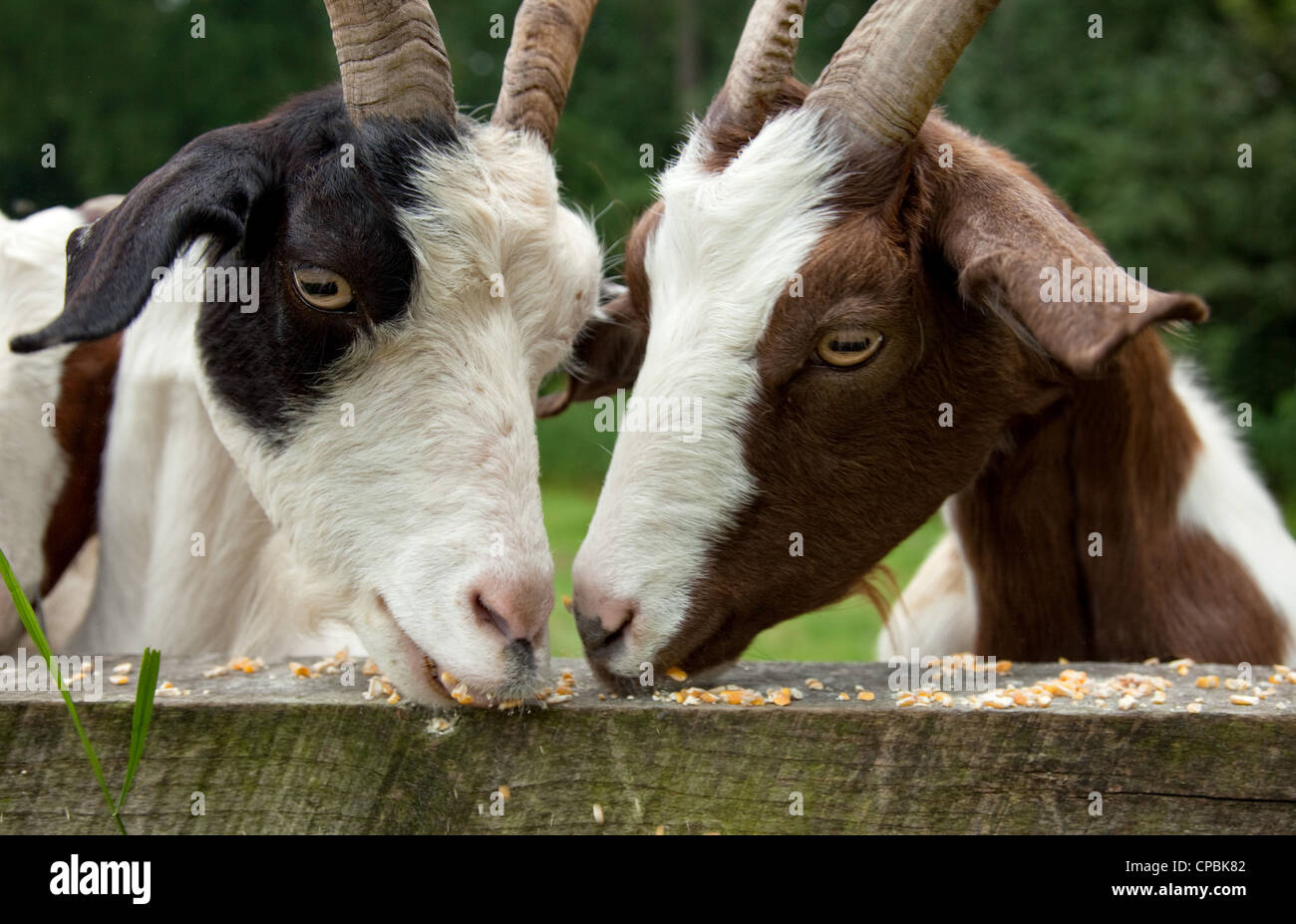 Goats eating corn at a farm Stock Photo - Alamy