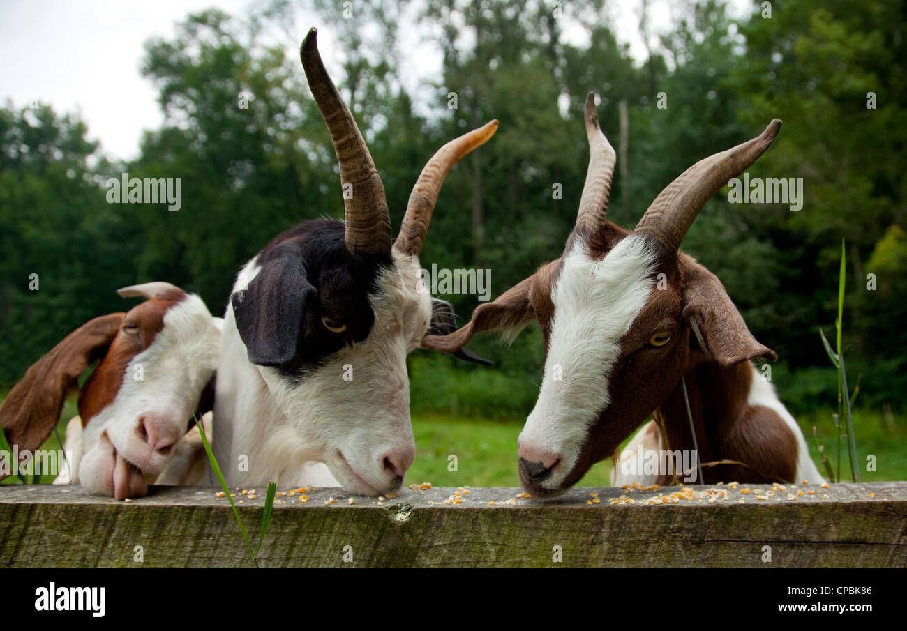 Goats eating corn at a farm Stock Photo - Alamy