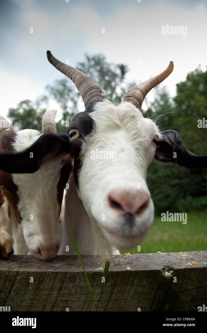 Goats eating corn at a farm Stock Photo - Alamy