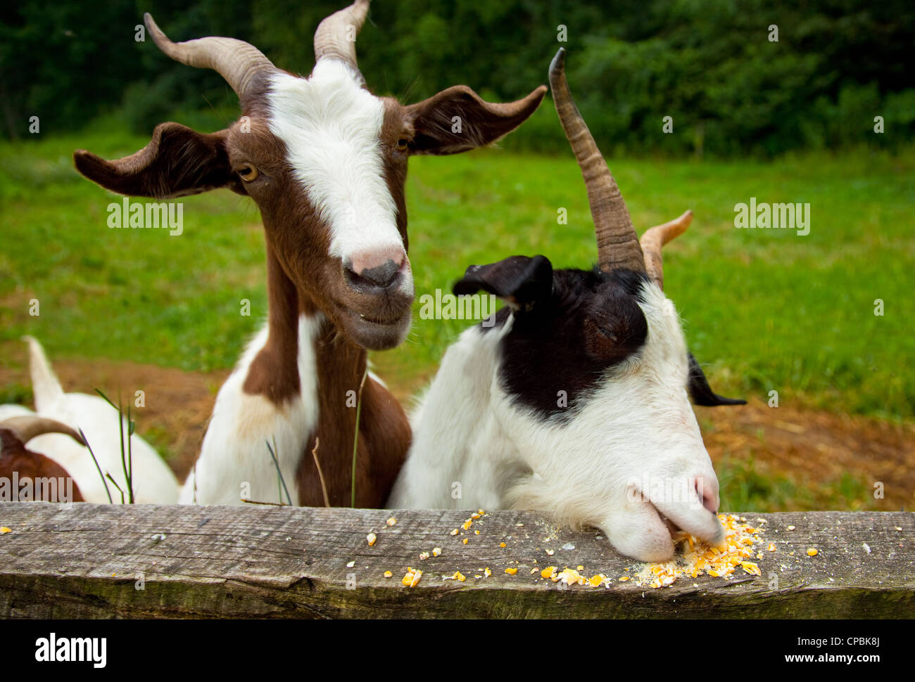 Goats eating corn at a farm Stock Photo - Alamy