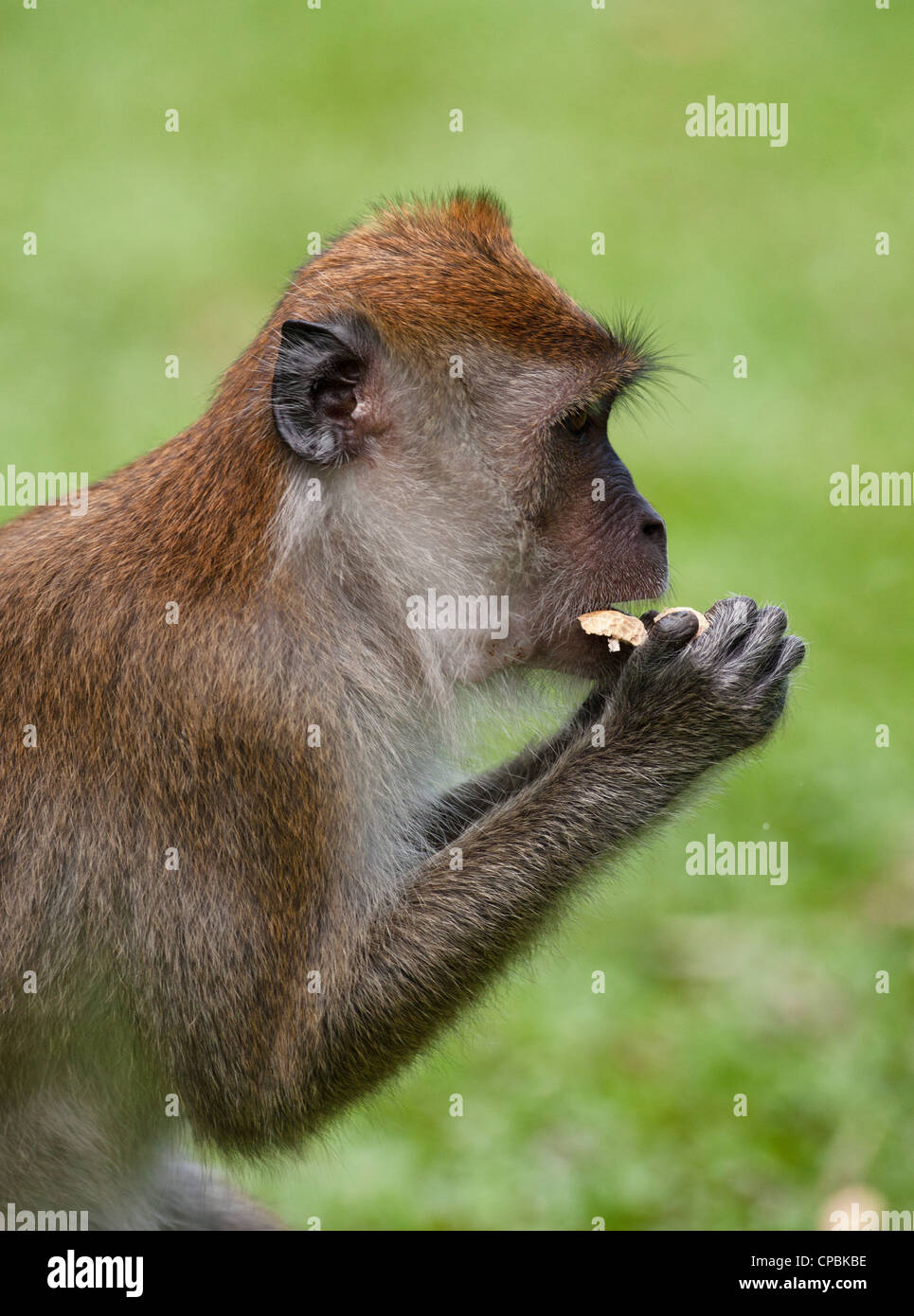 a small macaque monkey in penang malaysia Stock Photo - Alamy