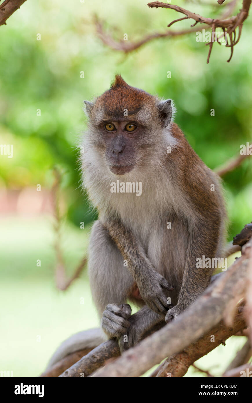 a small macaque monkey in penang malaysia Stock Photo - Alamy