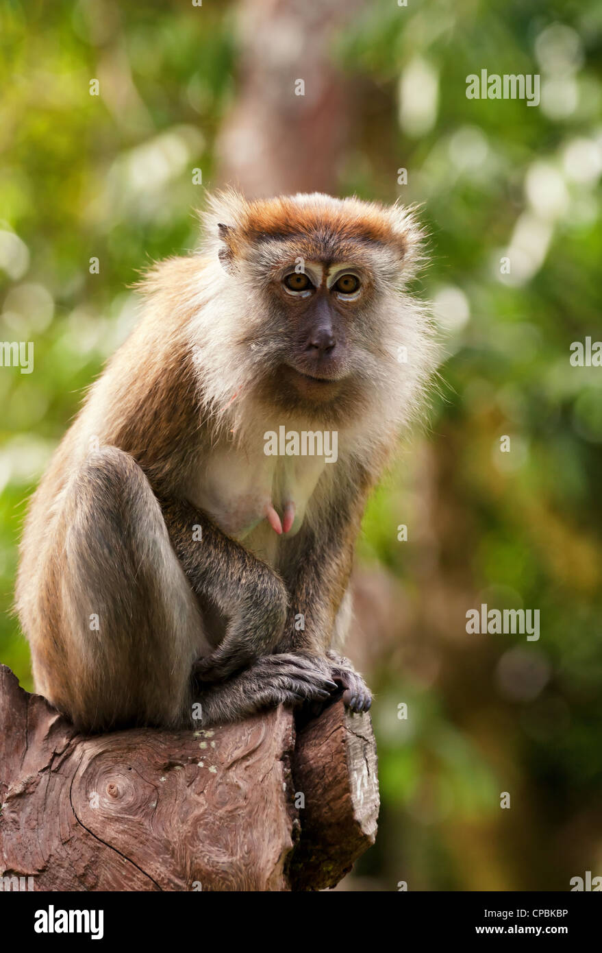a small macaque monkey in penang malaysia Stock Photo - Alamy