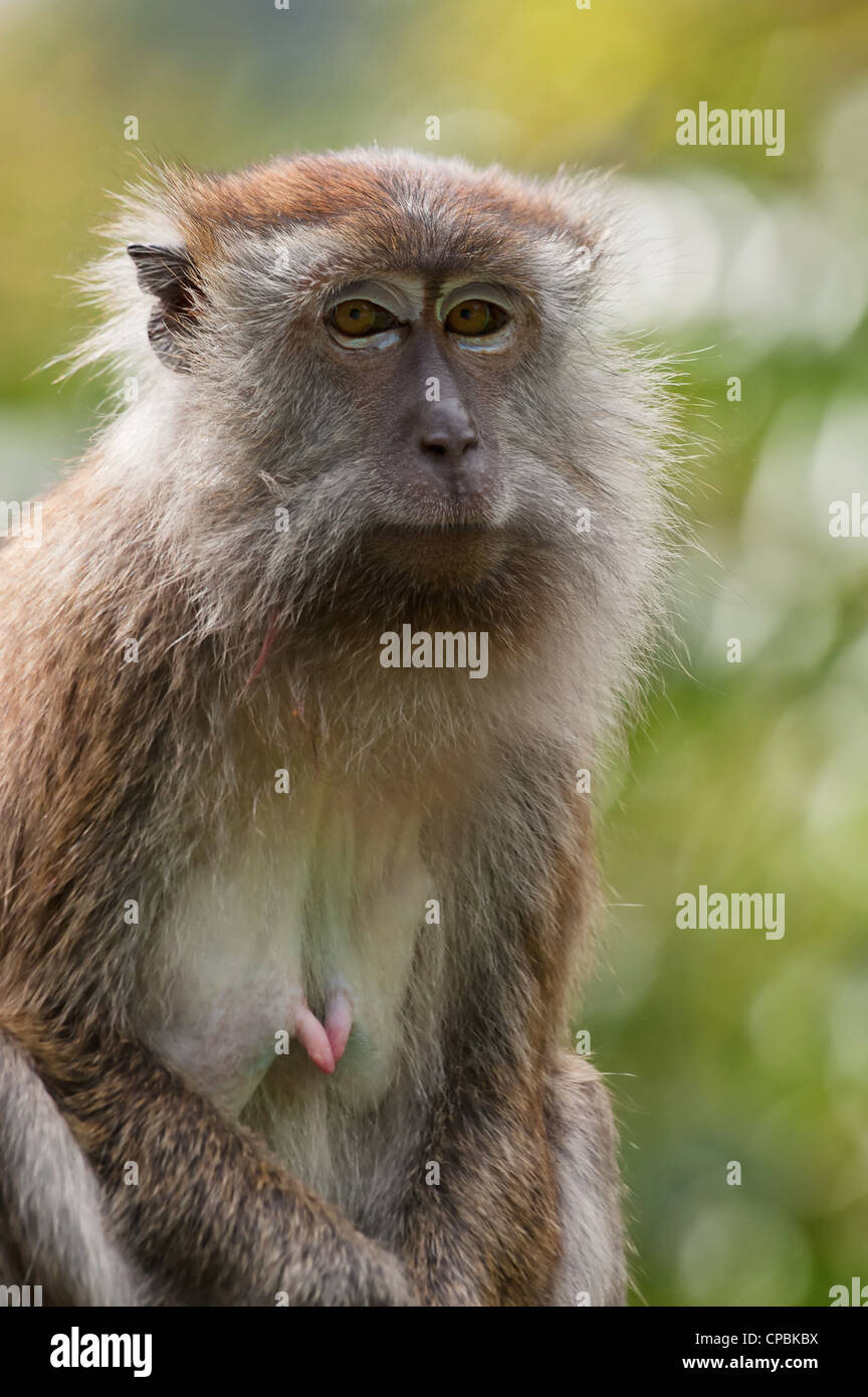 a small macaque monkey in penang malaysia Stock Photo - Alamy