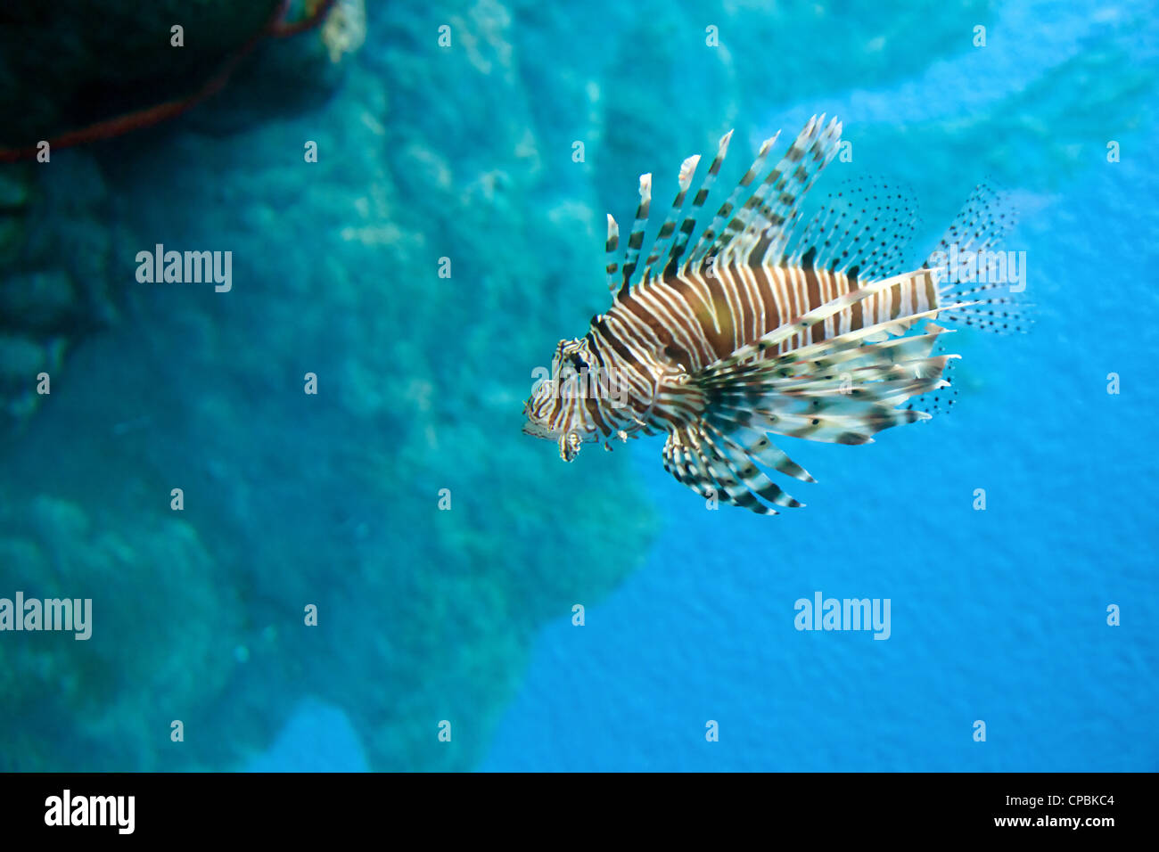Lion fish hi-res stock photography and images - Alamy