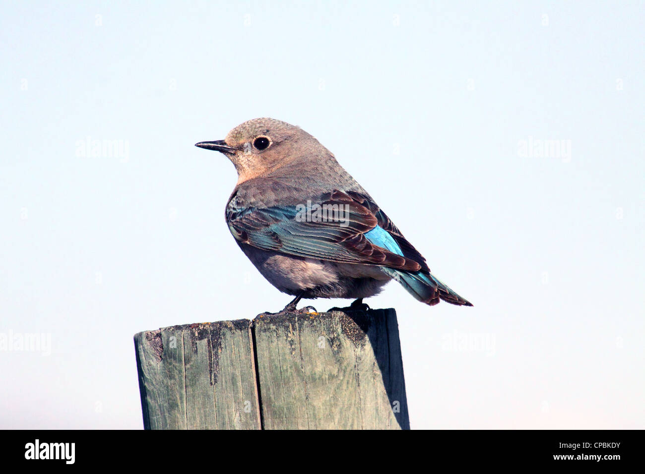 Birds of North America; Female Mountain Bluebird, sialia currucoides ...