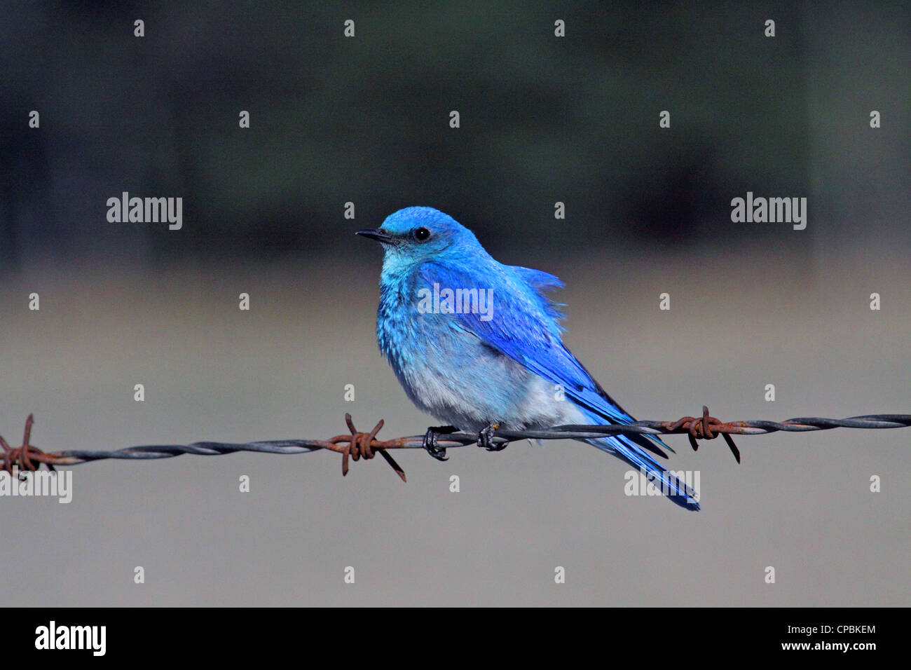 Male mountain bluebird hi-res stock photography and images - Alamy