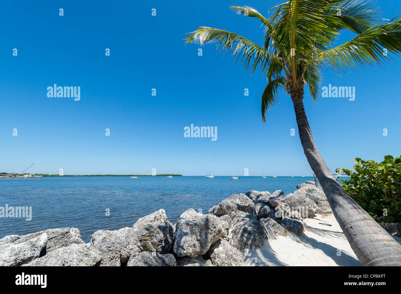Tropical beach and palm tree in the Florida Keys, this is a very ...