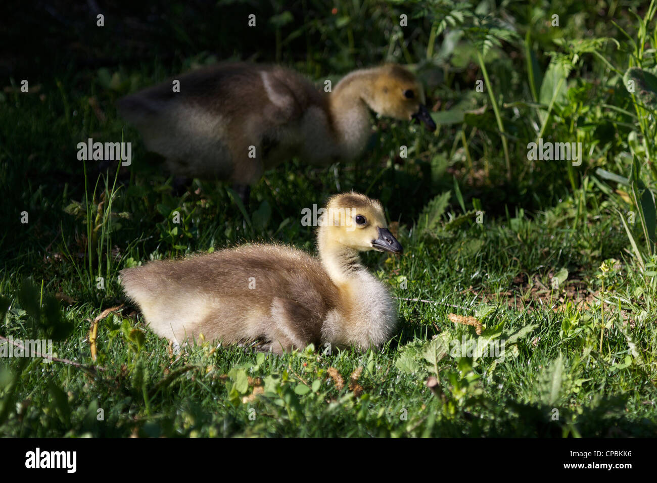 Baby geese feeding hi-res stock photography and images - Alamy