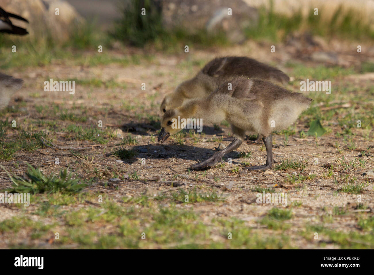 Baby geese feeding hi-res stock photography and images - Alamy