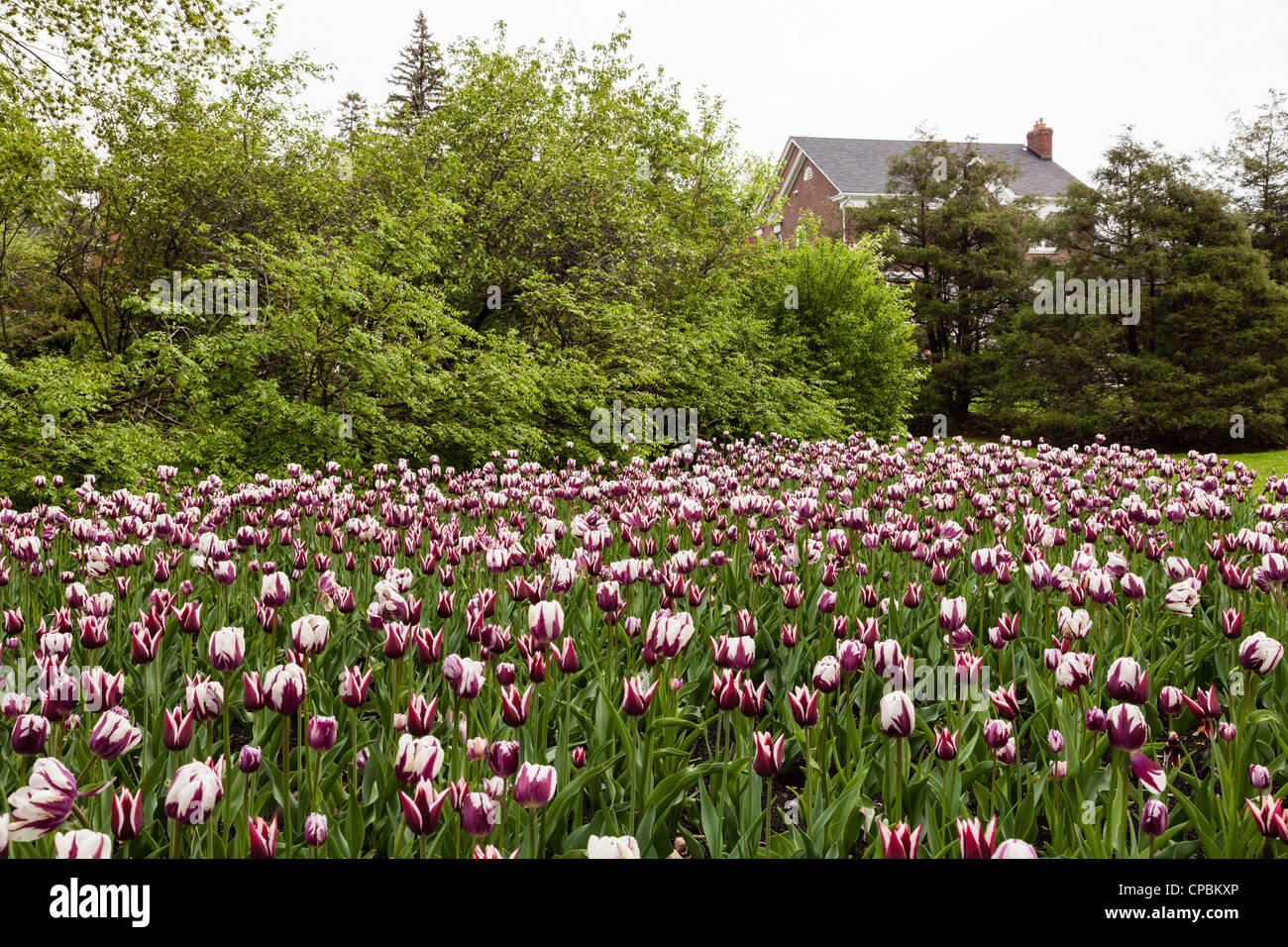 Ottawa tulip festival hi-res stock photography and images - Alamy