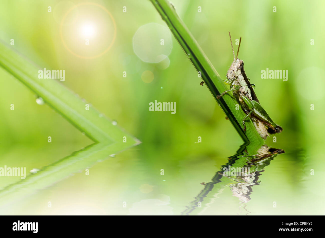 grasshopper macro in green nature or in the garden Stock Photo - Alamy