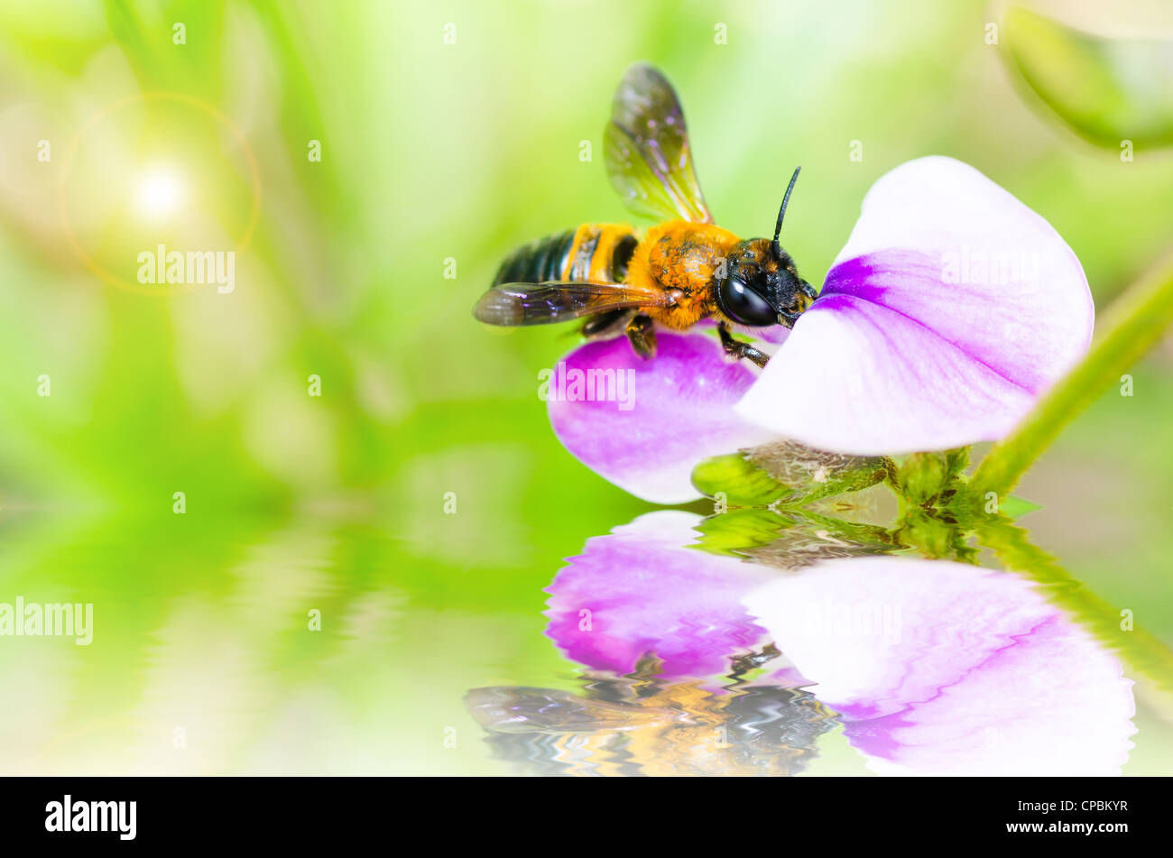 Single Leaf Cutting High Resolution Stock Photography and Images - Alamy